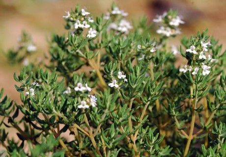 Timo, la coltivazione in vaso e in giardino della pianta - NanoPress Donna