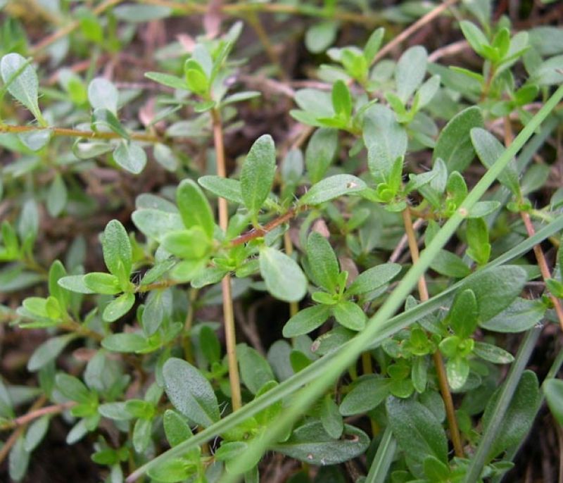 Coltivare erbe officinali in casa - NanoPress Donna
