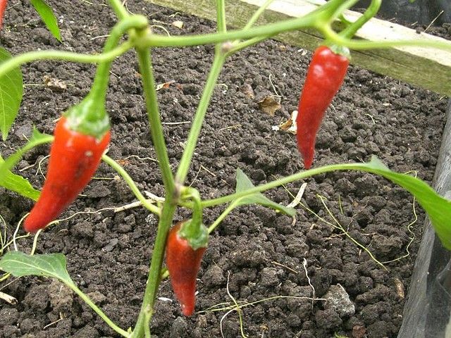 Come coltivare peperoni nell'orto: qualche consiglio - NanoPress Donna