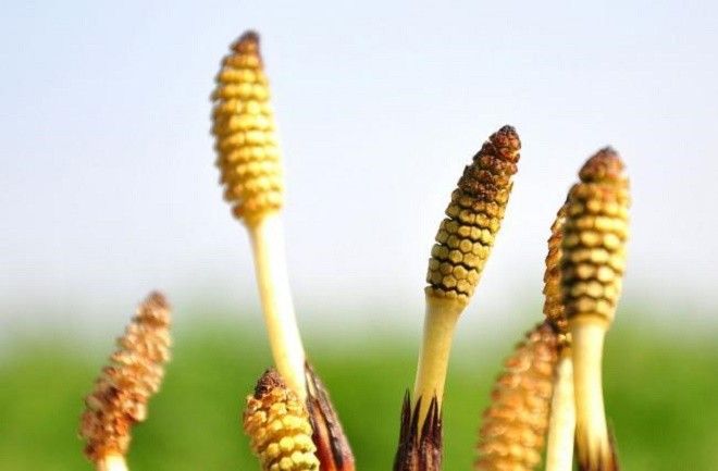 Equiseto: proprietà e controindicazioni - NanoPress Donna