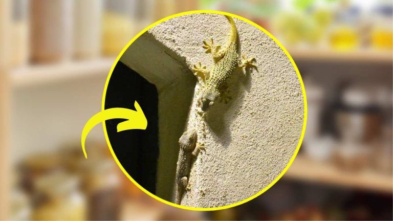 Addio gechi in balcone, il potentissimo insetticida naturale: ce l'hai ...