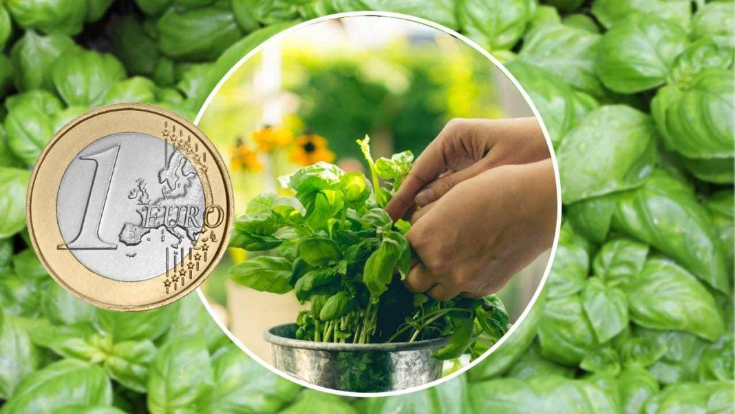 Basilico infinito a costo zero, il trucchetto dei giardinieri: lo ...