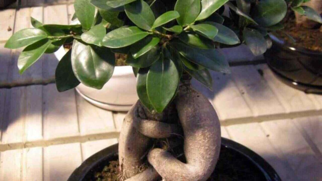 Ficus Bonsai immer grün, wie man ihn gießt, damit er üppig wird: So ...