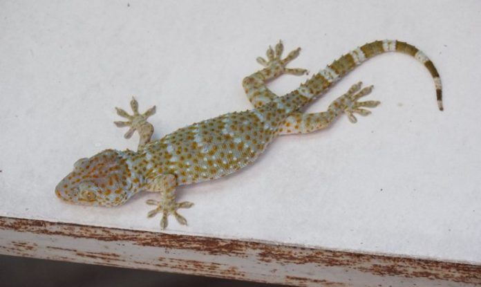 Addio gechi in balcone, il potentissimo insetticida naturale: ce l'hai ...