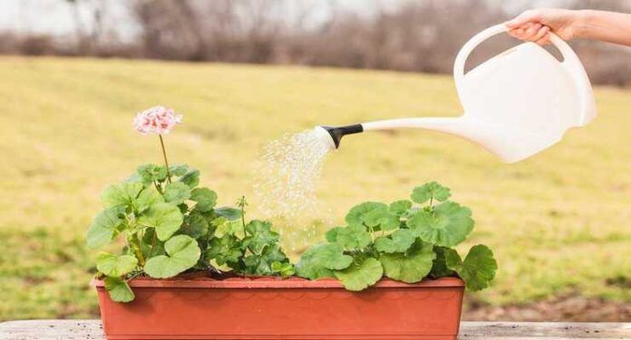 Aquí está el método correcto para regar las plantas. – ideas paramicasa