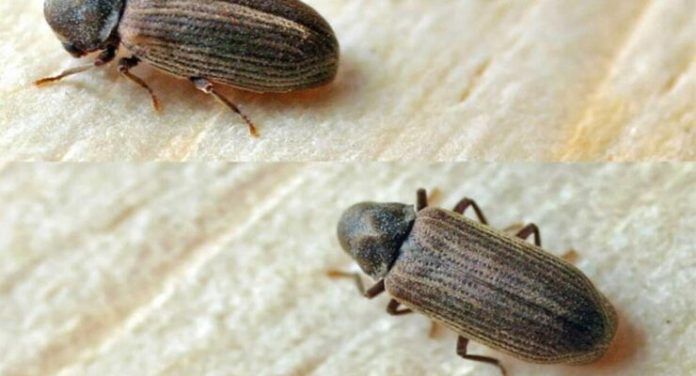 Tarli dai mobili, è questa amatissima spezia ad allontanarli in pochi ...